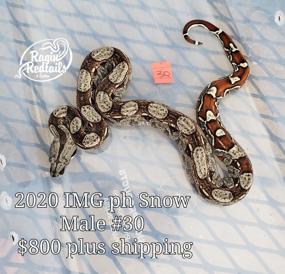 IMG PH Kahl Snow Boa Constrictor by Ragin' Redtails & Exotics - MorphMarket