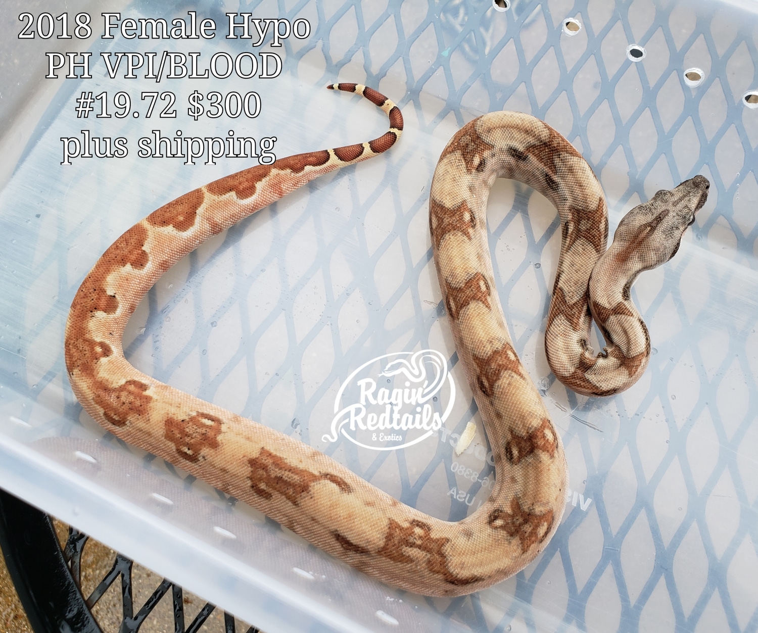 Hypo 66% VPI/BLOOD Boa Constrictor by Ragin' Redtails & Exotics ...