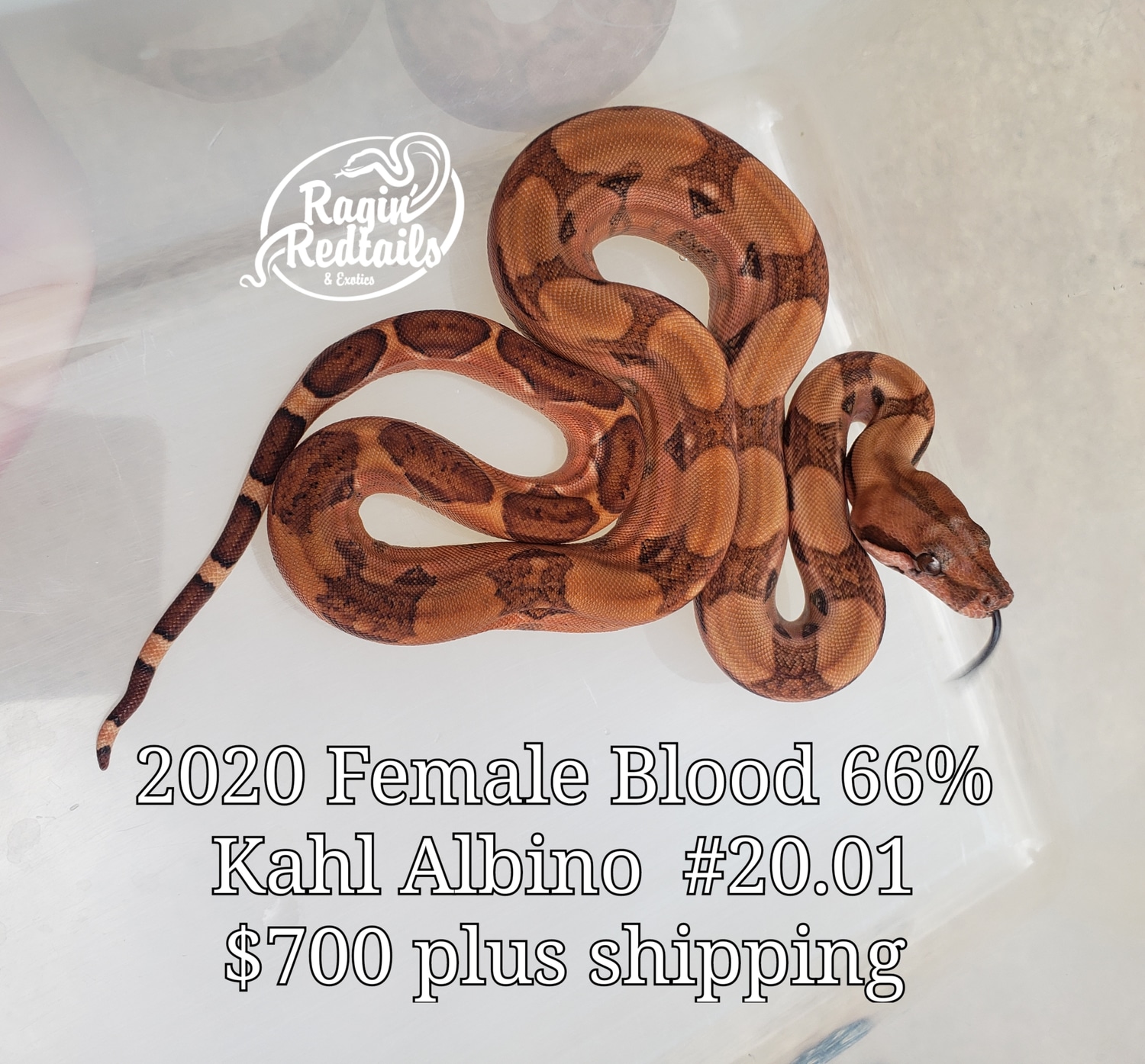 Blood 66% Kahl Boa Constrictor by Ragin' Redtails & Exotics - MorphMarket