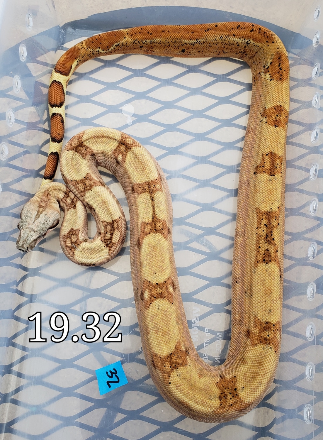 Hypo 66% VPI/BLOOD Boa Constrictor by Ragin' Redtails & Exotics ...