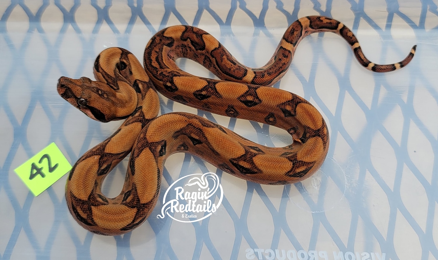 Blood Jungle PH Kahl Boa Constrictor by Ragin' Redtails & Exotics ...