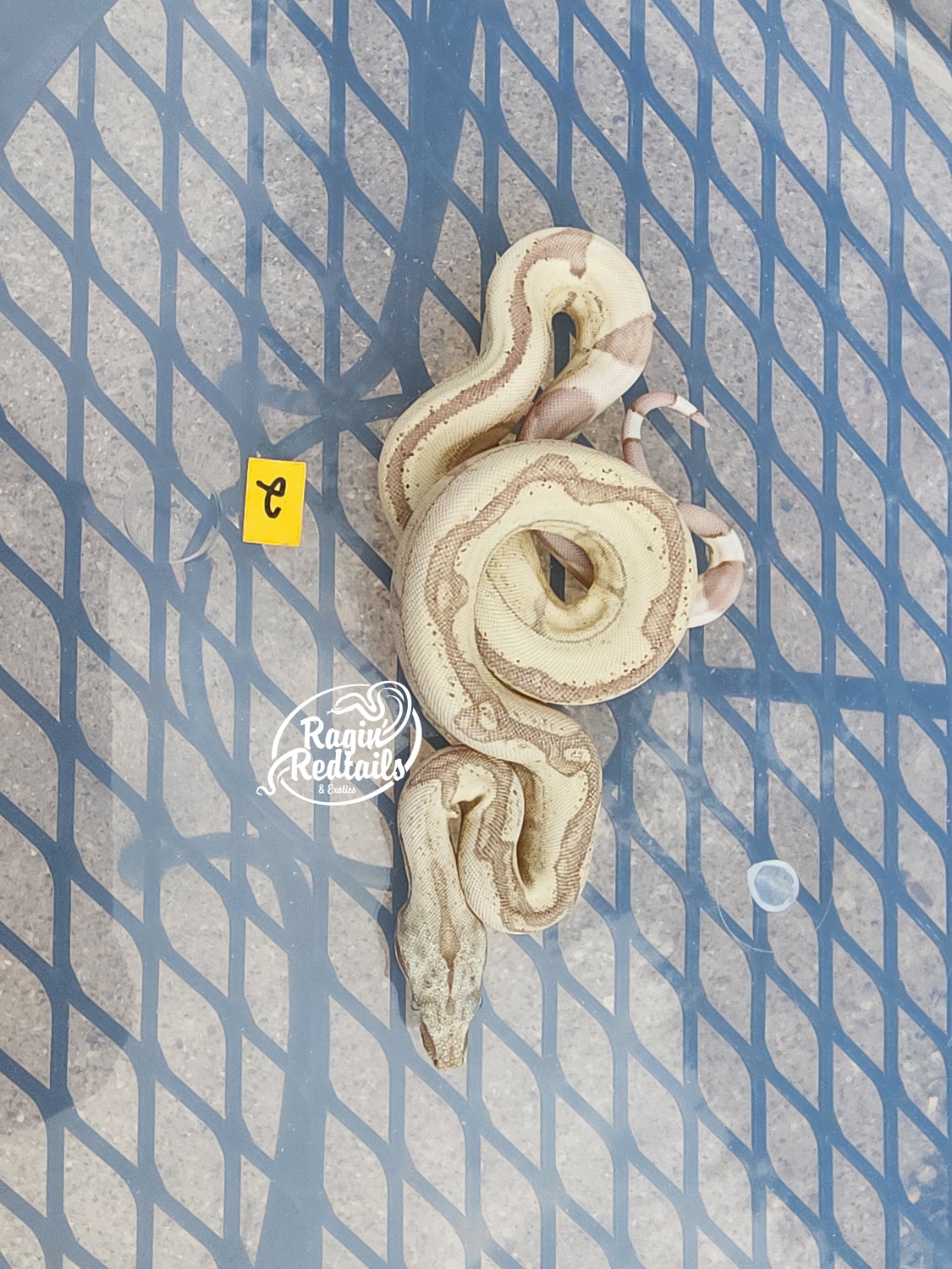 Vpi T+ Snowglow Jungle Boa Constrictor by Ragin' Redtails & Exotics - MorphMarket