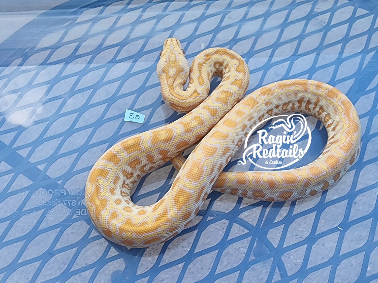 Pearl 100% Het Labyrinth 50% Granite Burmese Python by Ragin' Redtails ...
