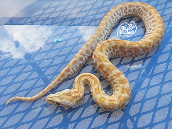 Pearl 100% Labyrinth 50% Granite Burmese Python by Ragin' Redtails & Exotics