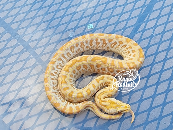 Pearl 100% Labyrinth 50% Granite Burmese Python by Ragin' Redtails ...