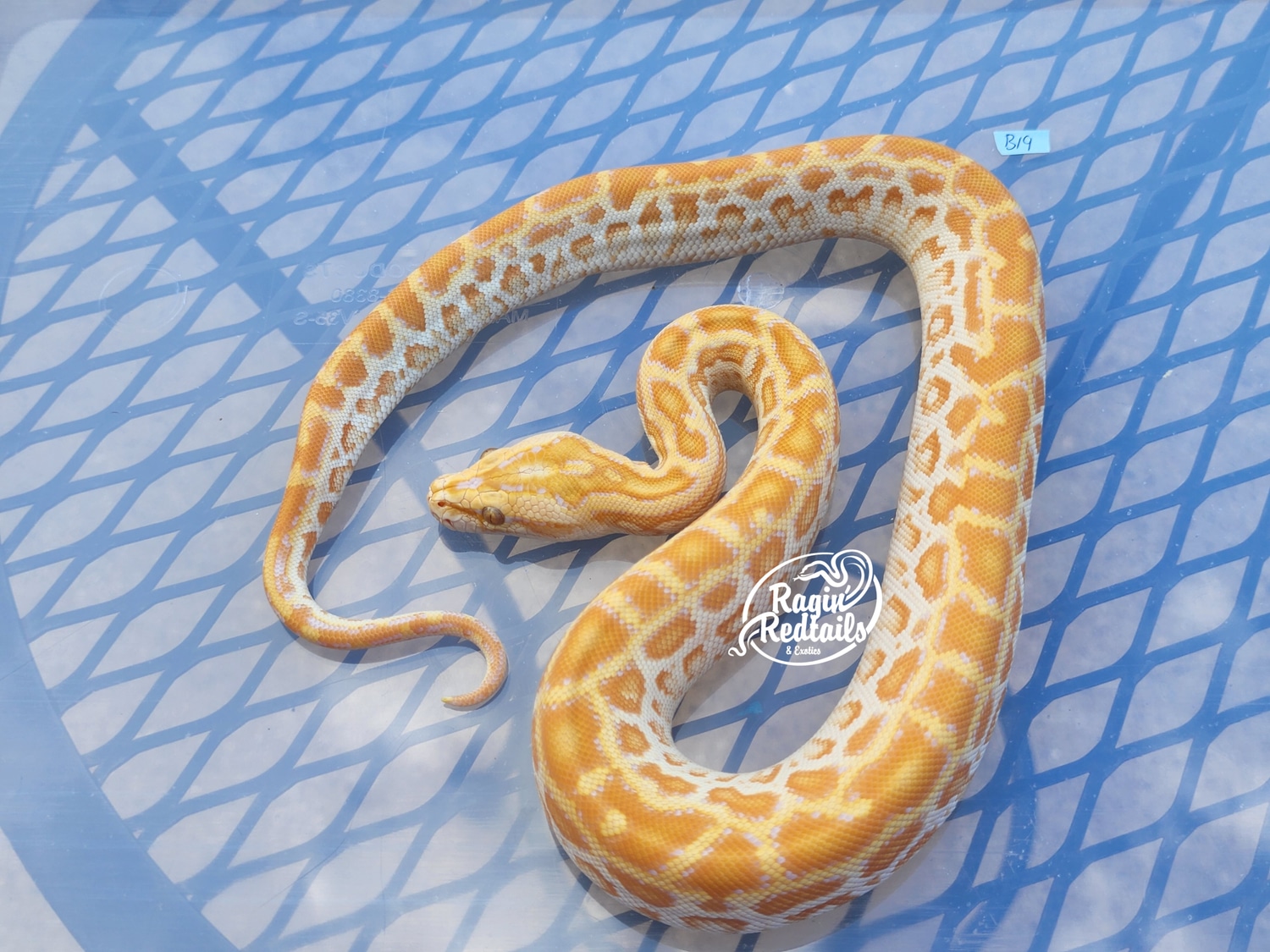 Pearl 100% Labyrinth 50% Granite Burmese Python by Ragin' Redtails ...