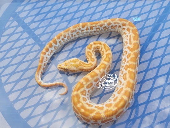 Pearl 100% Labyrinth 50% Granite Burmese Python by Ragin' Redtails & Exotics