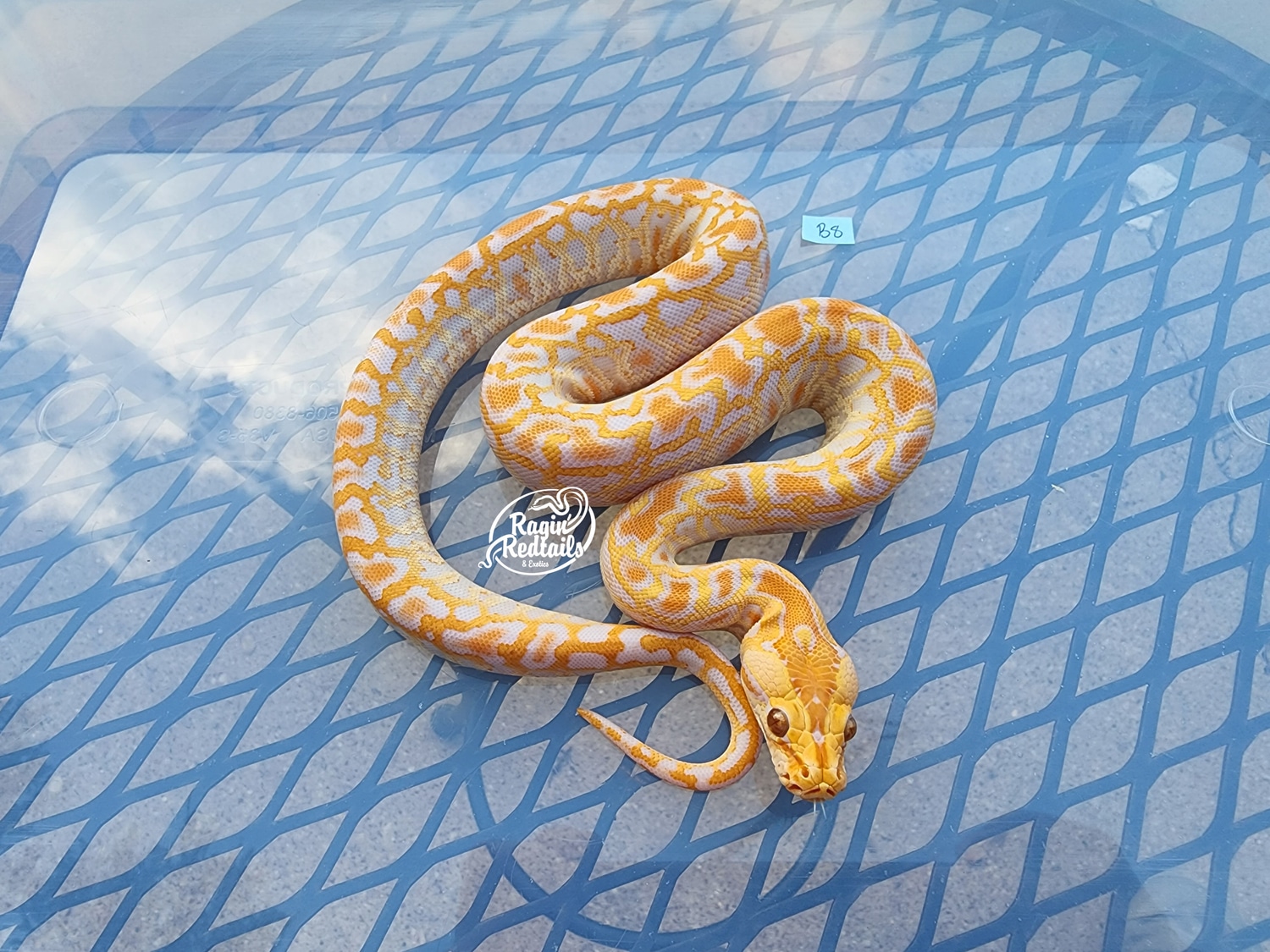 Albino 100% Labyrinth 50% Granite Burmese Python by Ragin' Redtails ...