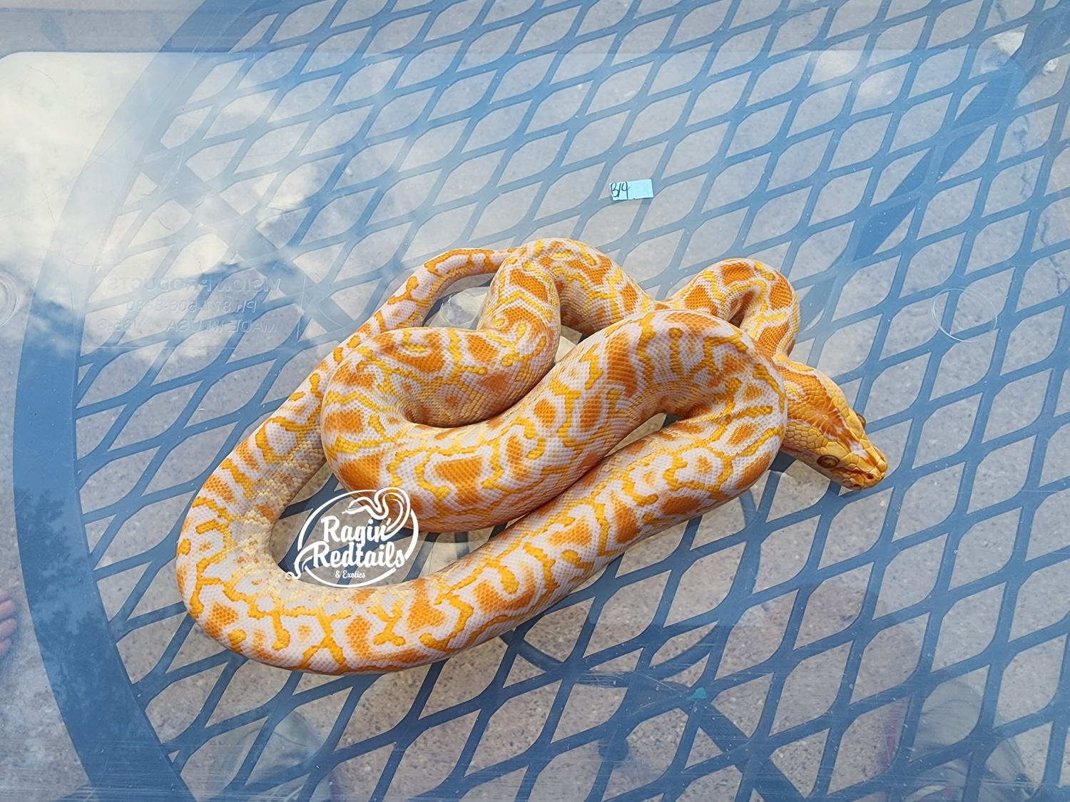 Albino 100% Labyrinth 50% Granite Burmese Python by Ragin' Redtails ...