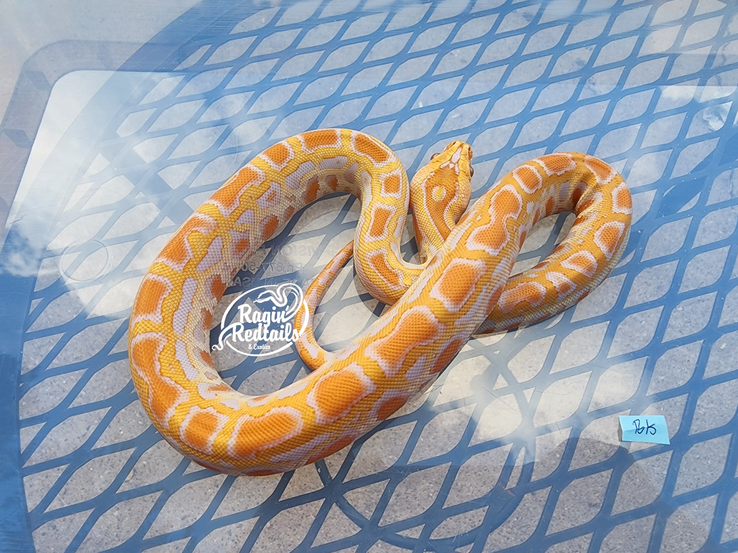 Albino 100% Labyrinth 50% Granite Burmese Python by Ragin' Redtails ...