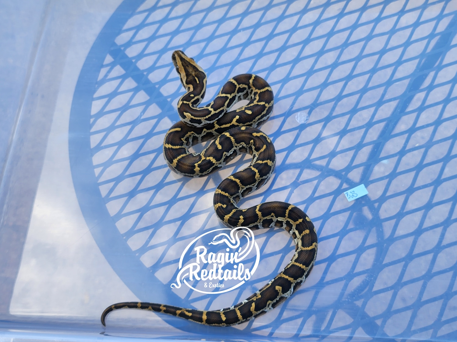 Normal 100% DH Albino/labyrinth 50% Granite Burmese Python by Ragin ...