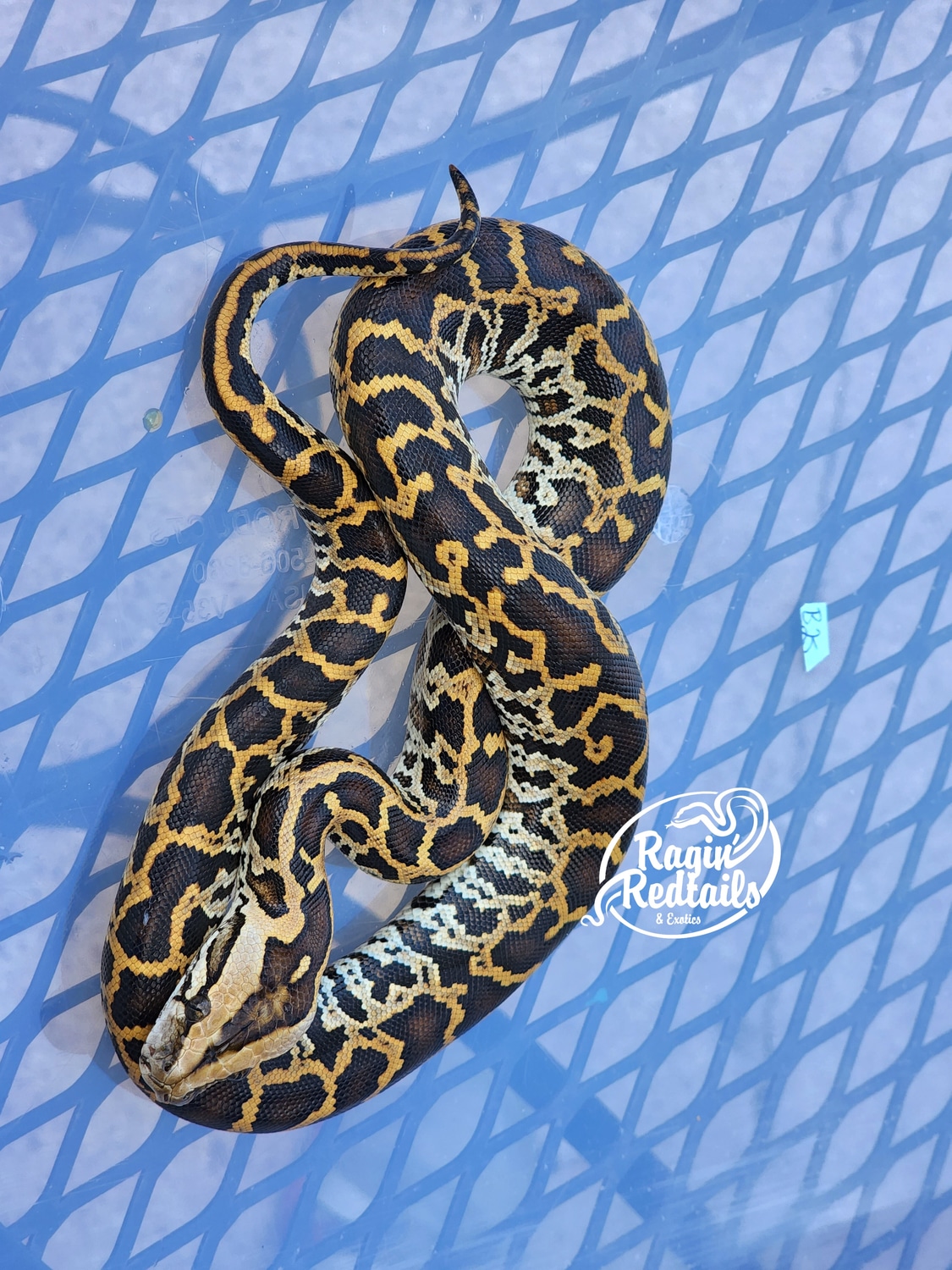Normal 100% DH Albino/labyrinth 50% Granite Burmese Python by Ragin ...