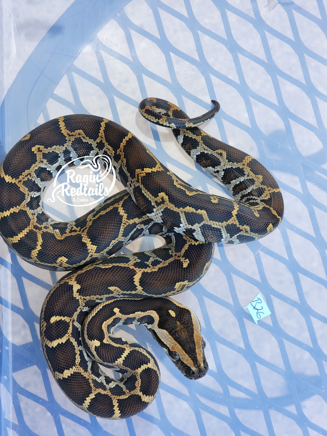 Normal 100% DH Albino/labyrinth 50% Granite Burmese Python by Ragin ...