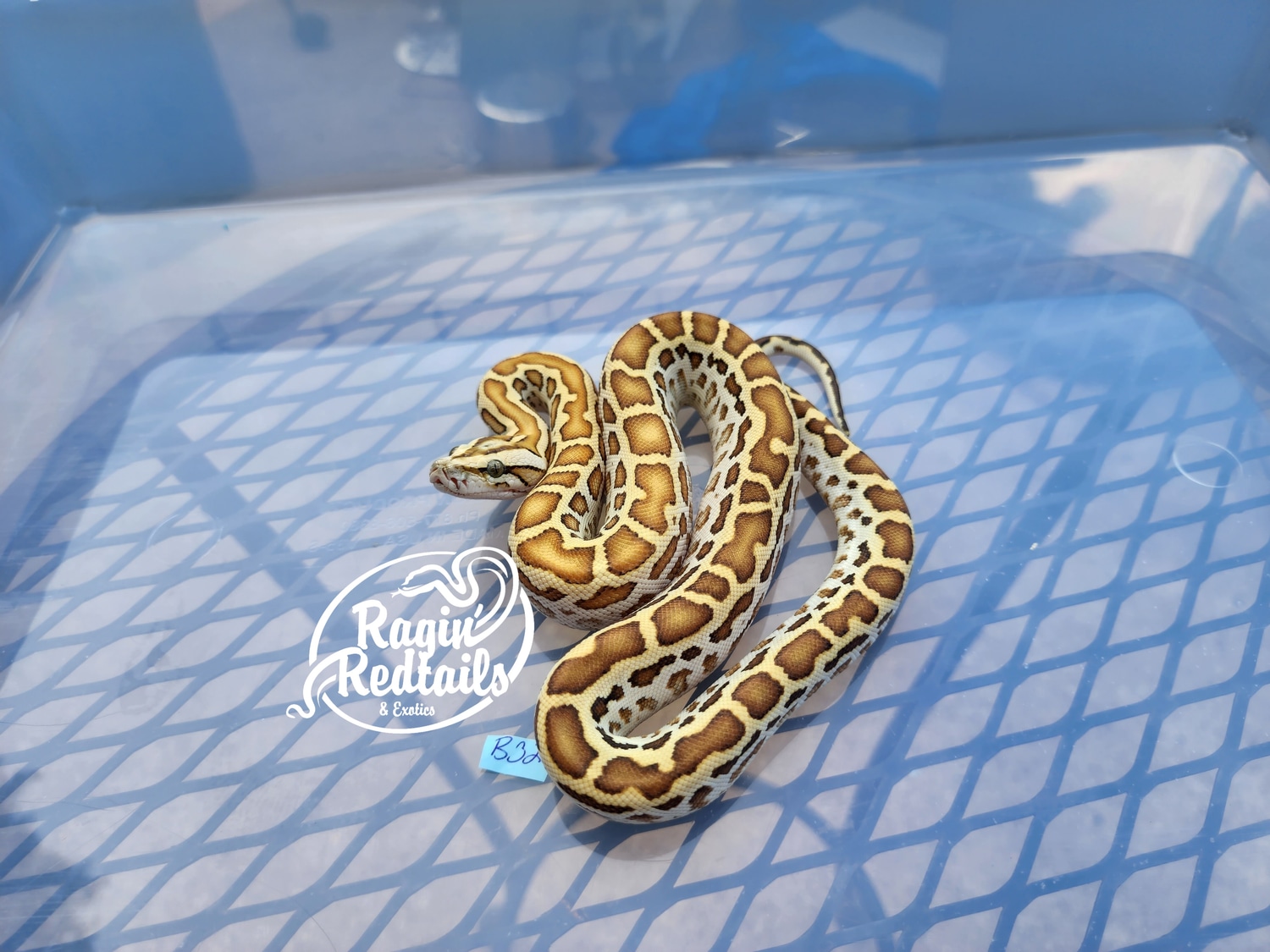 Hypo 100% DH Albino/labyrinth 50% Granite Burmese Python by Ragin ...