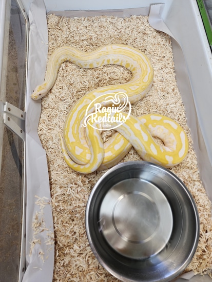 Albino Labyrinth Burmese Python by Ragin' Redtails & Exotics