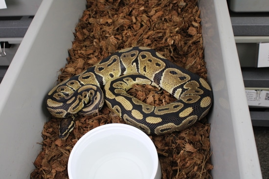 Normal Ball Python by Ragin' Reptiles Supply LLC