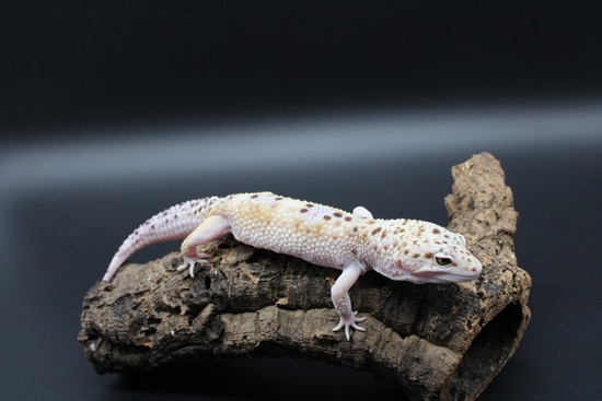 Eclipse Albino (Tremper) Patternless Stripe Leopard Gecko by Ragin ...