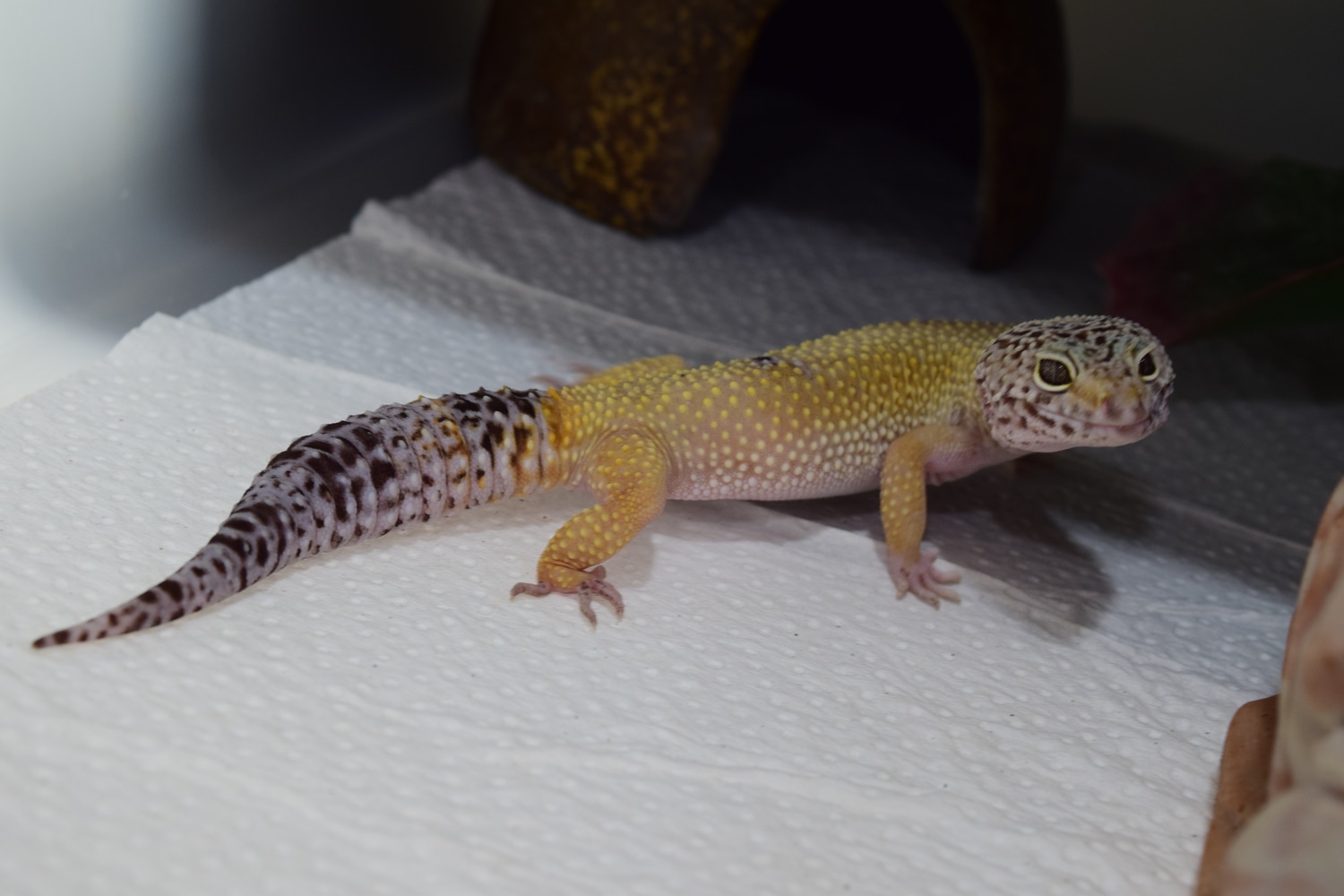 Normal Leopard Gecko by Ragin' Reptiles Supply LLC - MorphMarket