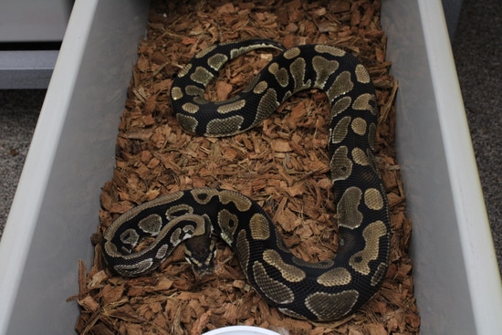 Normal Ball Python by Ragin' Reptiles Supply LLC