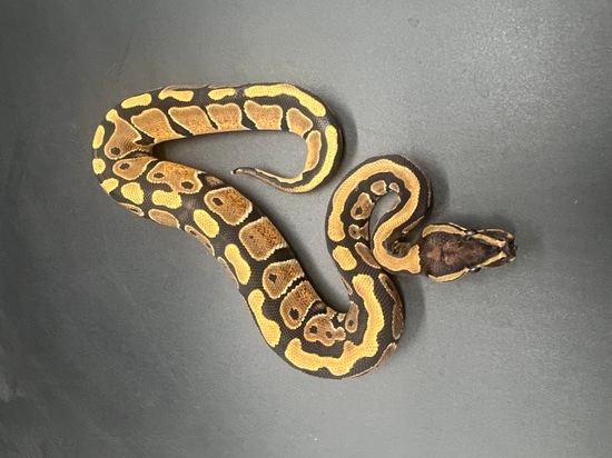 Normal Ball Python by Ragin' Reptiles Supply LLC