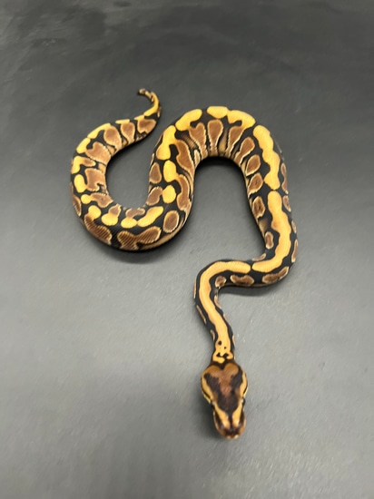Yellow Belly Ball Python by Ragin' Reptiles Supply LLC