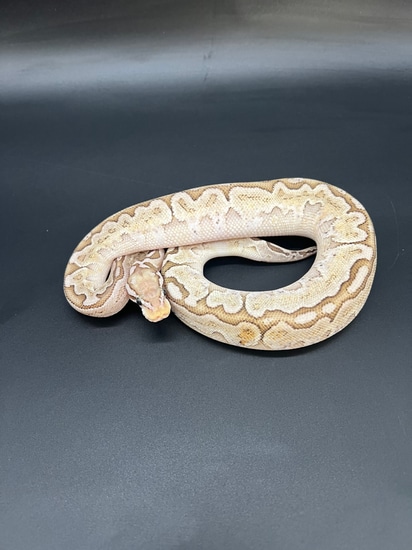 Hidden Gene Woma Bamboo POS Het Ultramel Ball Python by Ragin' Reptiles ...