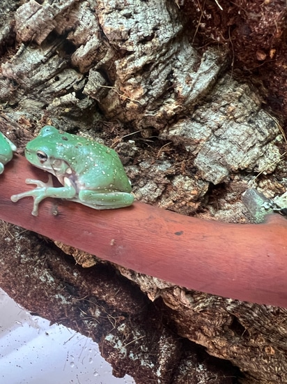 Super Snowflake White's Tree Frog by Ragin' Reptiles Supply LLC