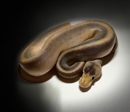 Black Pastel Champagne Pinstripe Het Hypo Het Albino Ball Python by CKR