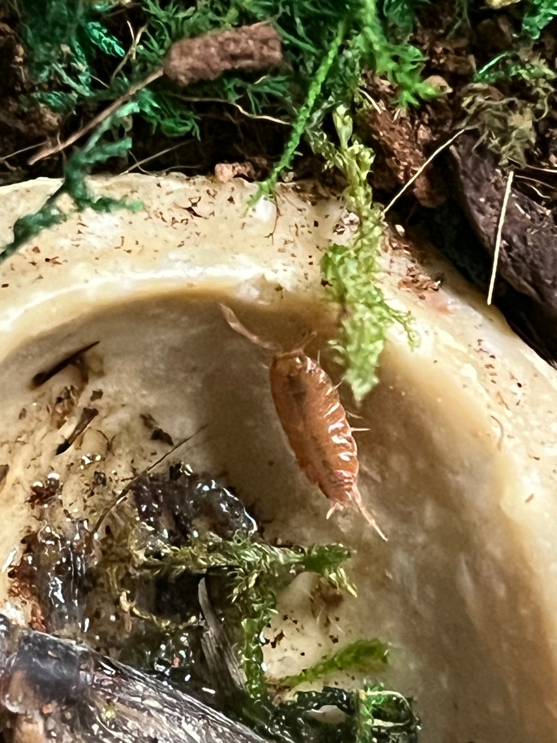 Orange Powder Isopod by Repti Feast - MorphMarket