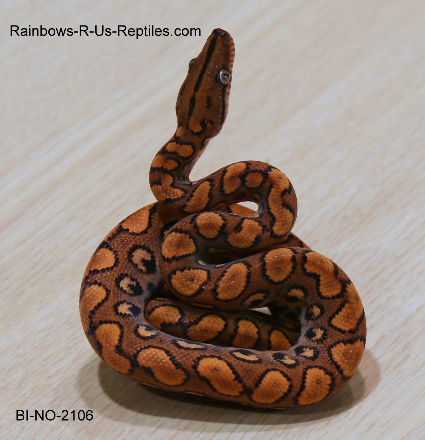 66% Het Albino Brazilian Rainbow Boa by Rainbows-r-us-reptiles ...
