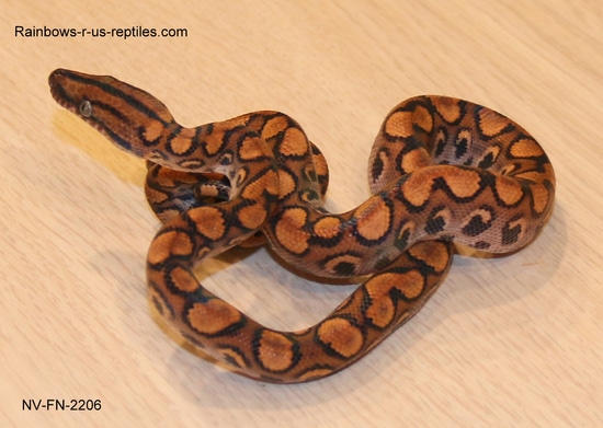 Calico Offspring Brazilian Rainbow Boa by Rainbows-r-us-reptiles