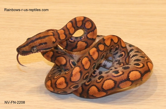 Calico Offspring Brazilian Rainbow Boa by Rainbows-r-us-reptiles
