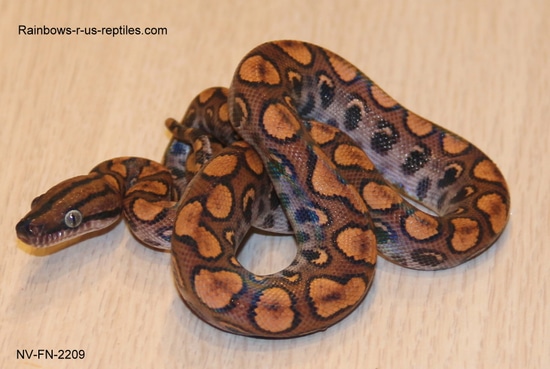 Calico Offspring Brazilian Rainbow Boa by Rainbows-r-us-reptiles