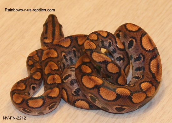 Calico Offspring Brazilian Rainbow Boa by Rainbows-r-us-reptiles