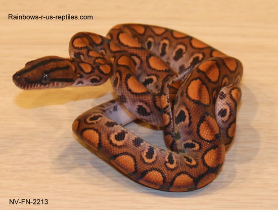 Calico Offspring Brazilian Rainbow Boa by Rainbows-r-us-reptiles