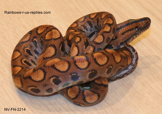 Calico Offspring Brazilian Rainbow Boa by Rainbows-r-us-reptiles