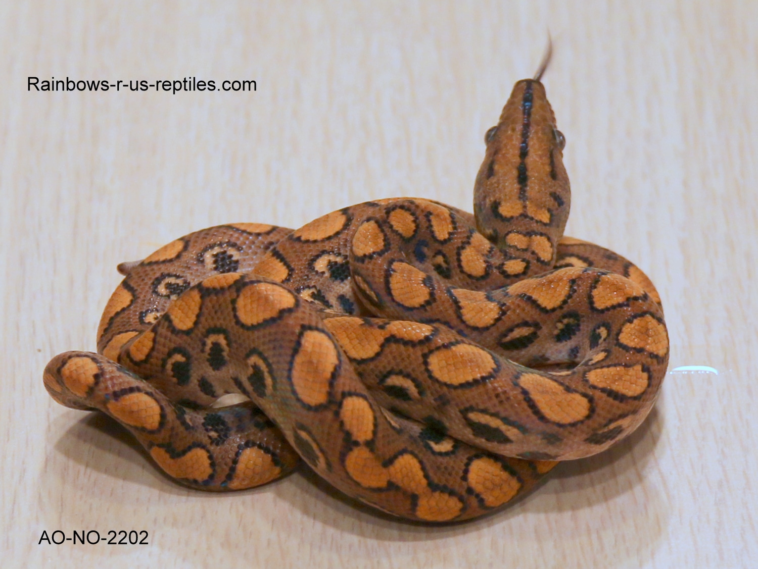 50% Het Albino Brazilian Rainbow Boa by Rainbows-r-us-reptiles ...