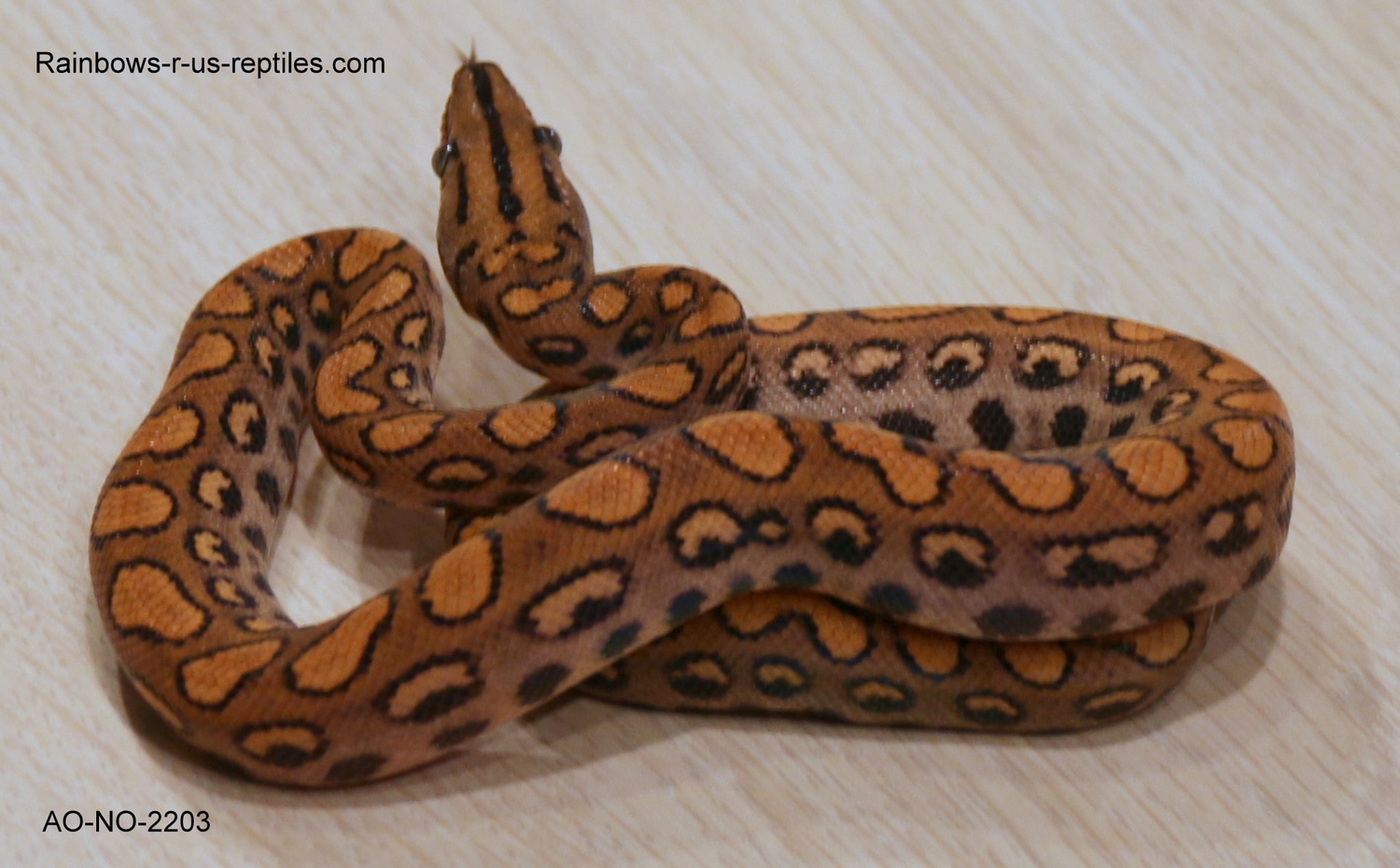 50% Het Albino Brazilian Rainbow Boa by Rainbows-r-us-reptiles ...