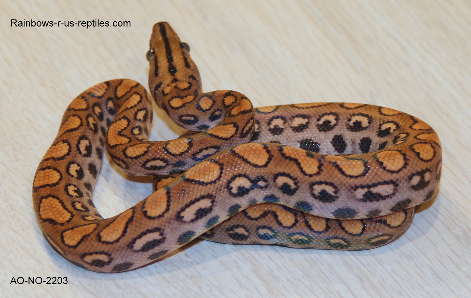 50% Het Albino Brazilian Rainbow Boa by Rainbows-r-us-reptiles ...