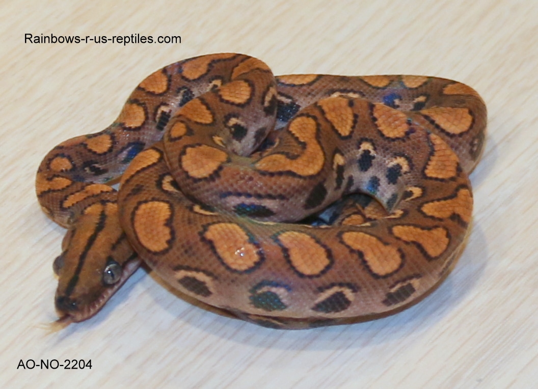 50% Het Albino Brazilian Rainbow Boa by Rainbows-r-us-reptiles ...