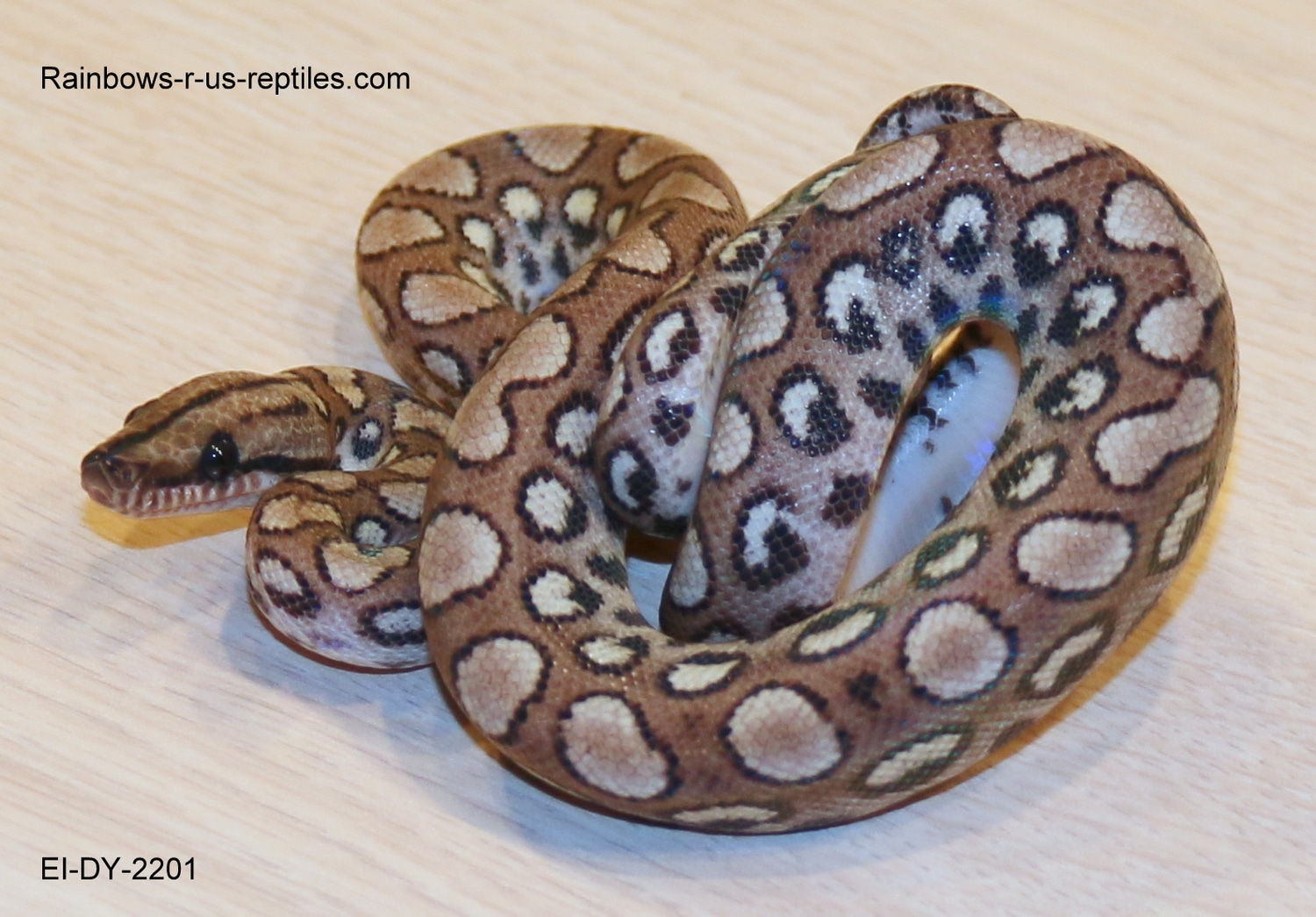 Anery, Pos Het Albino Brazilian Rainbow Boa by Rainbows-r-us-reptiles ...