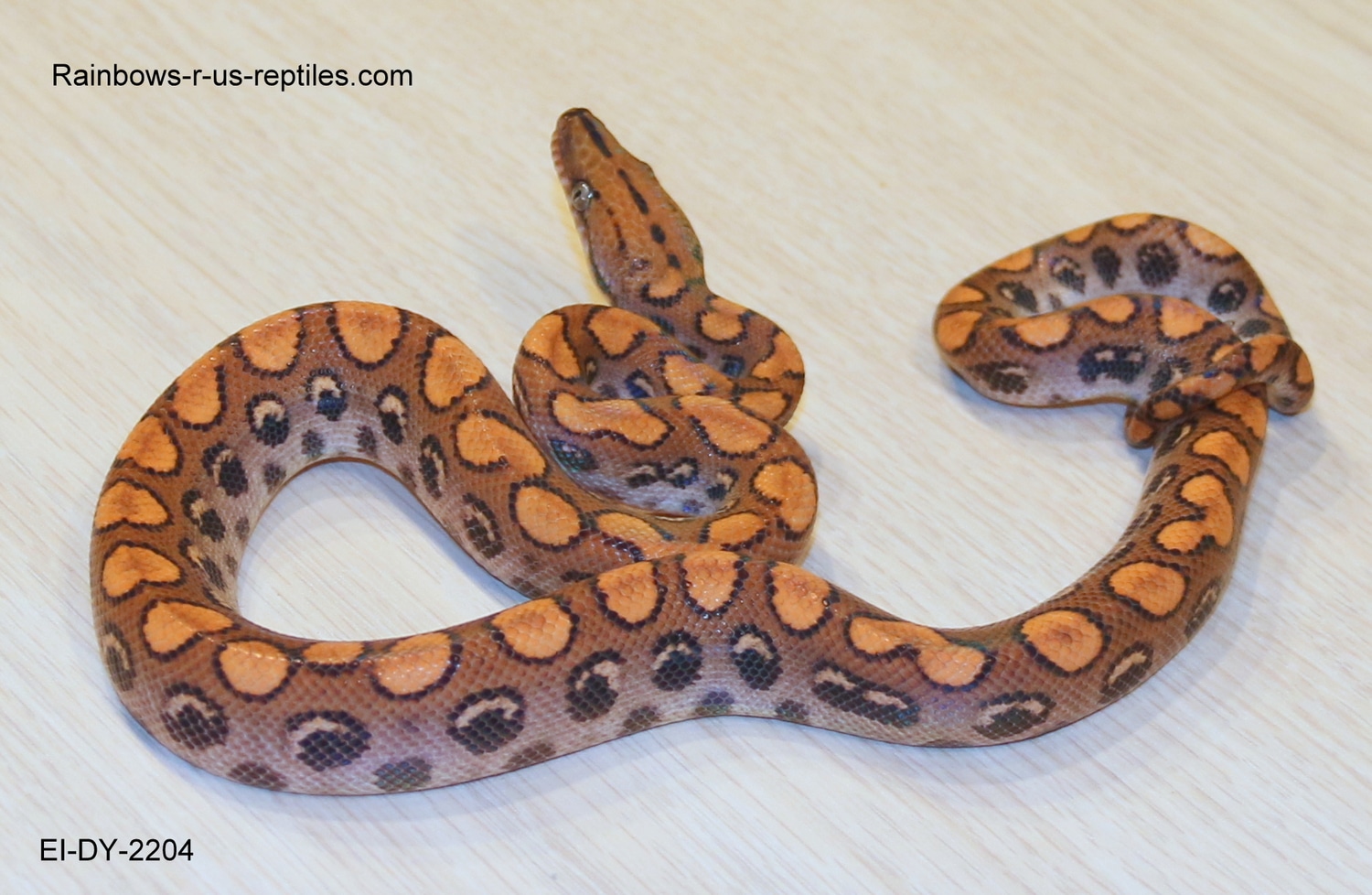 66% Het Anery, Pos Het Albino Brazilian Rainbow Boa by Rainbows-r-us ...