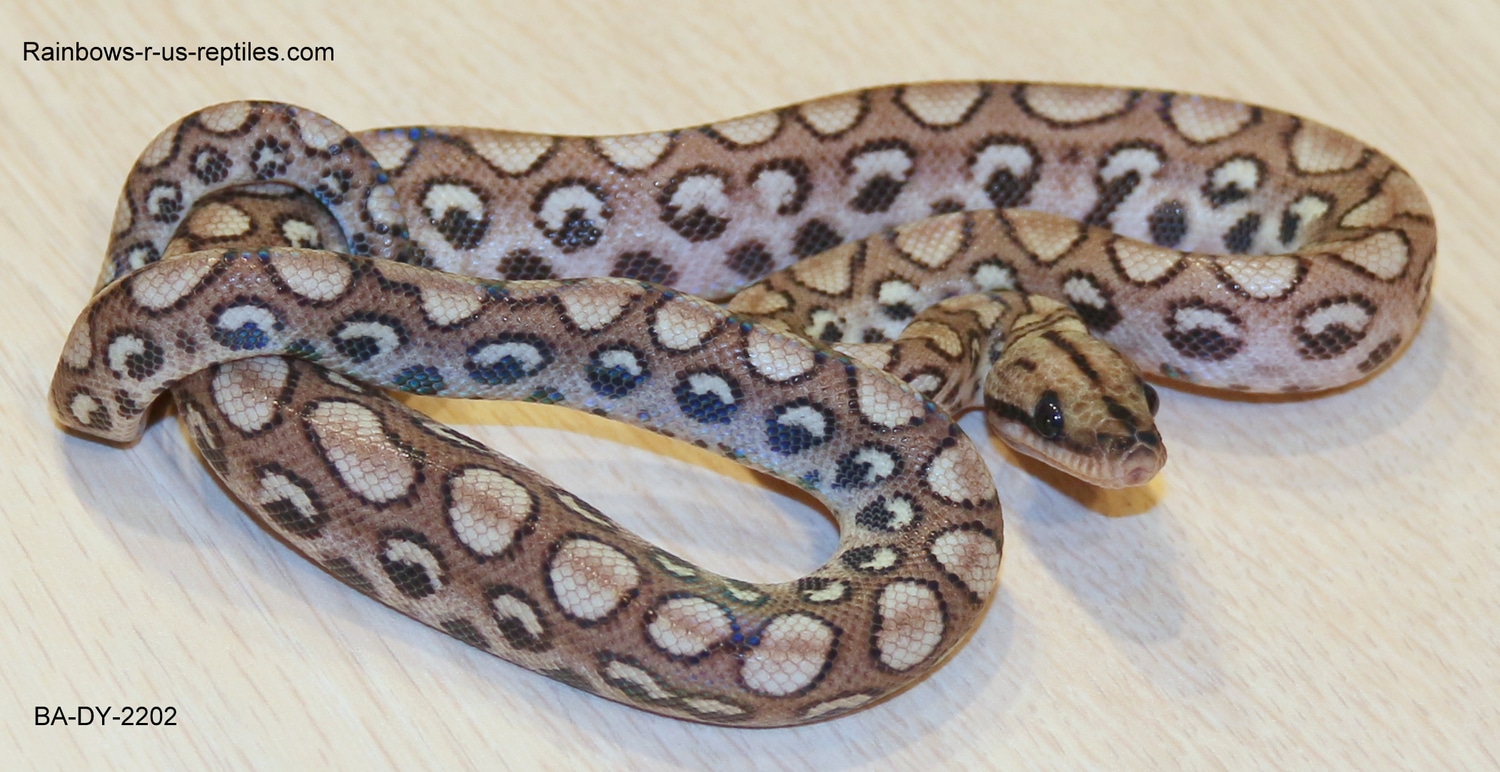 Anery, Pos Het Albino Brazilian Rainbow Boa by Rainbows-r-us-reptiles ...