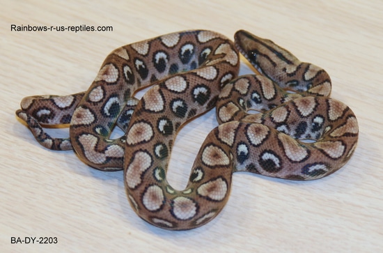 Anery, Pos Het Albino Brazilian Rainbow Boa by Rainbows-r-us-reptiles