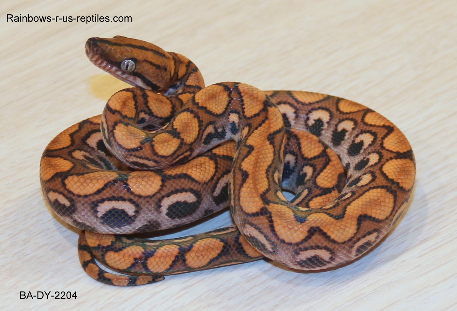66% Het Anery, Pos Het Albino Brazilian Rainbow Boa by Rainbows-r-us ...