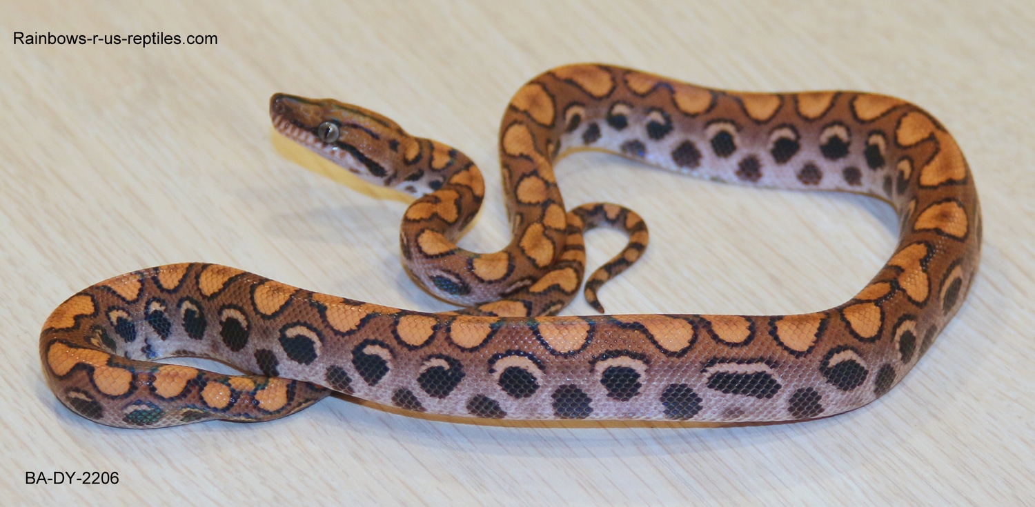 66% Het Anery, Pos Het Albino Brazilian Rainbow Boa by Rainbows-r-us ...