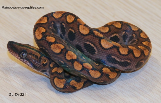 Candy Stripe Brazilian Rainbow Boa by Rainbows-r-us-reptiles