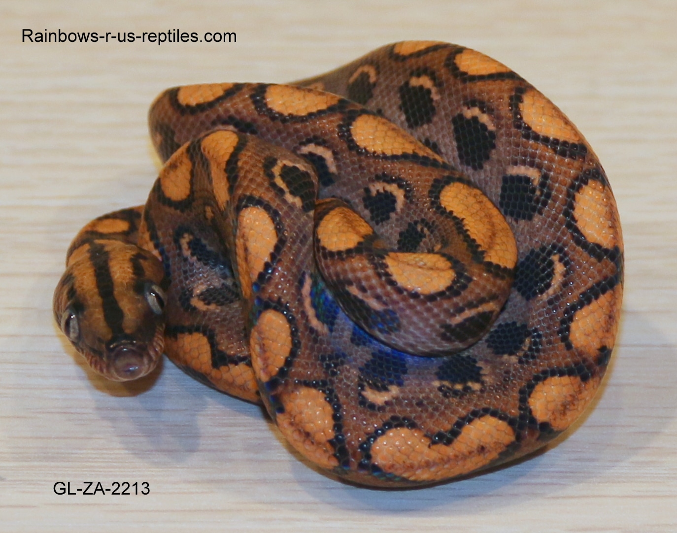 Candy Stripe Brazilian Rainbow Boa by Rainbows-r-us-reptiles - MorphMarket