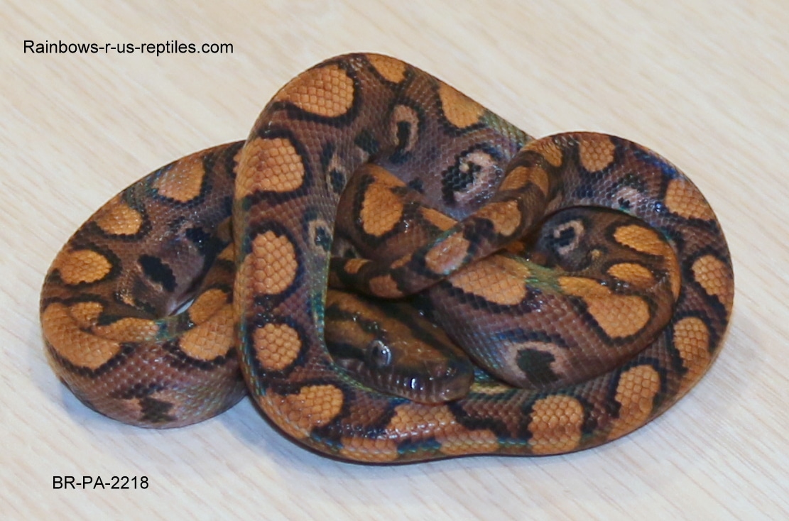 Picasso Sibling BRB Brazilian Rainbow Boa by Rainbows-r-us-reptiles ...
