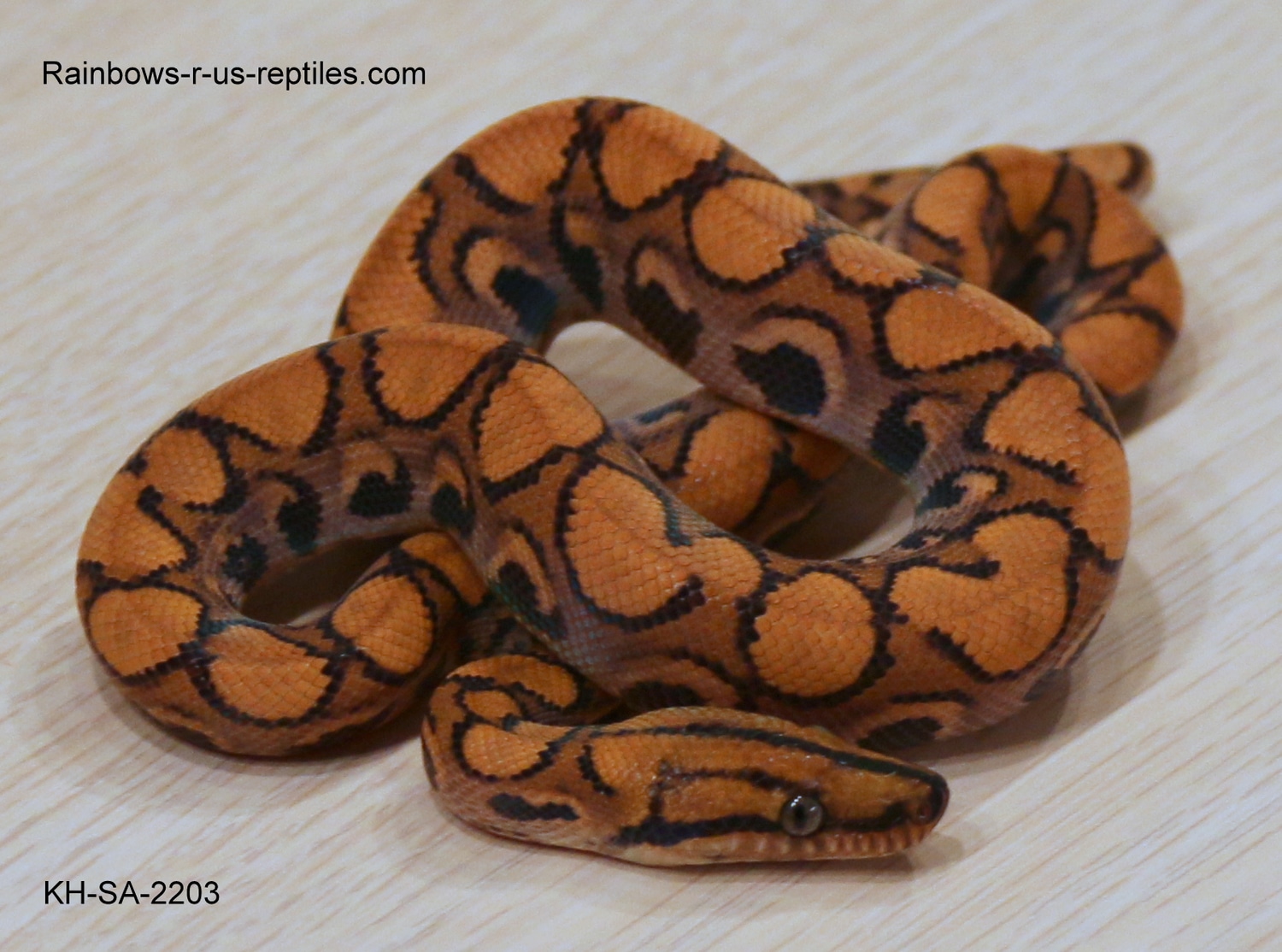 High Color BRB Brazilian Rainbow Boa by Rainbows-r-us-reptiles ...